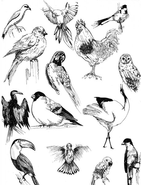 Aves bocetos - Imagui