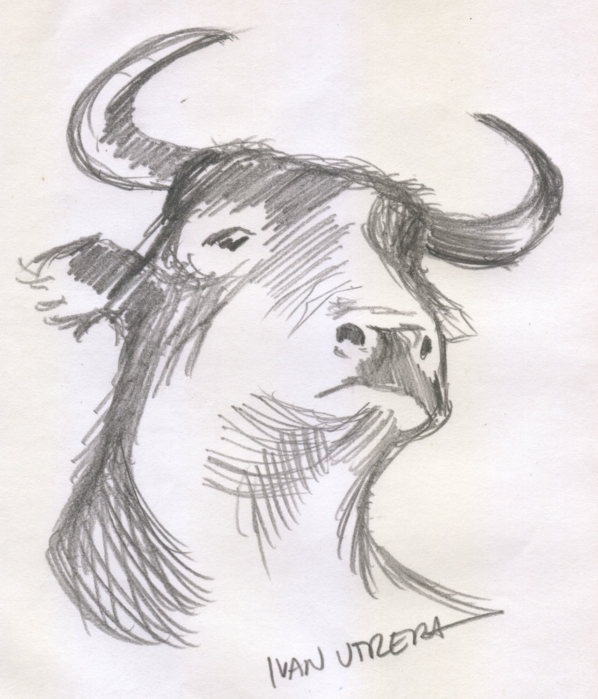 Toro A Lapiz Por Ivanutrera Dibujando