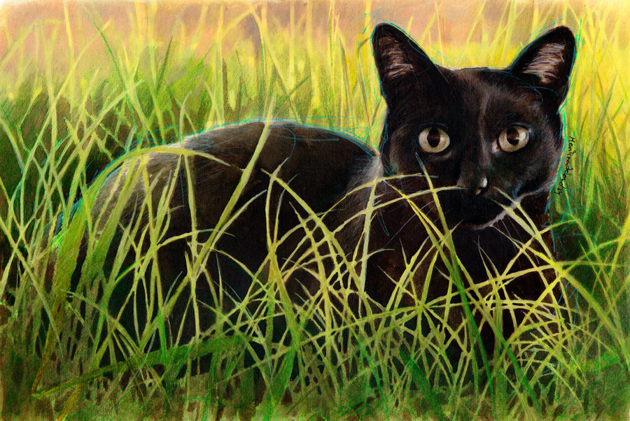 Black cat on the grass realistic portrait drawing por mentiradeloro ...